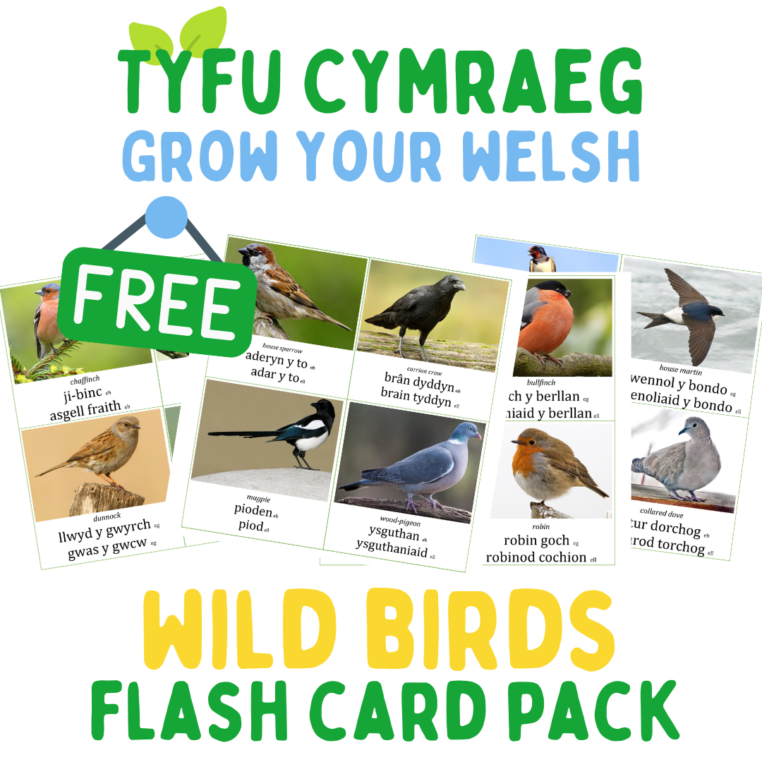 Learn the names of 20 wild birds in Welsh! - Tyfu Cymraeg