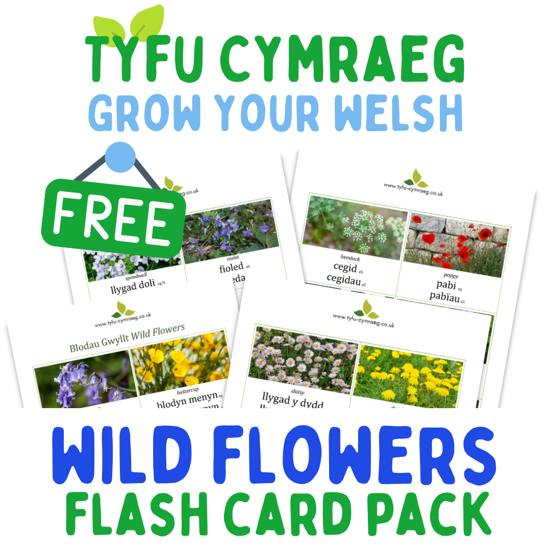 Learn the names of 20 Wild Flowers in Welsh! - Tyfu Cymraeg